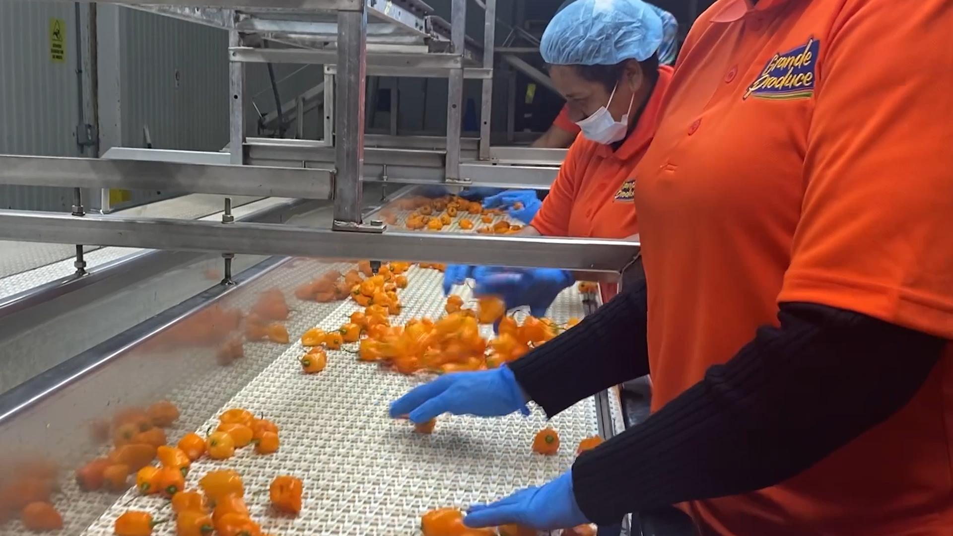 Grande Produce, LTD. – Quality is our Obsession